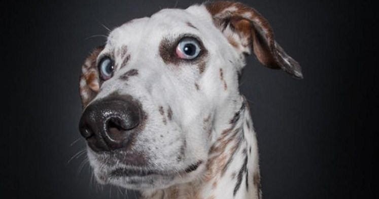 Sensaciones, sentimientos, emociones y pasiones: INTRIGA