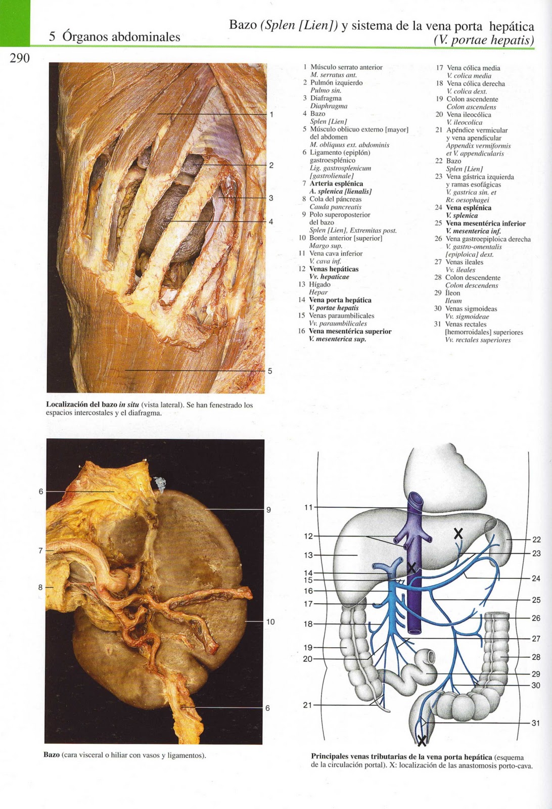 Anatomia