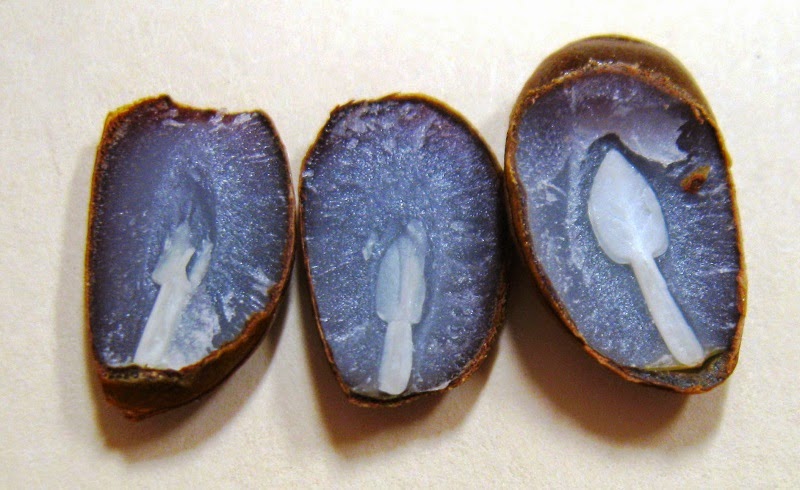 STORIES FROM THE N.C. MOUNTAINS: PERSIMMON SEED WINTER PREDICTION