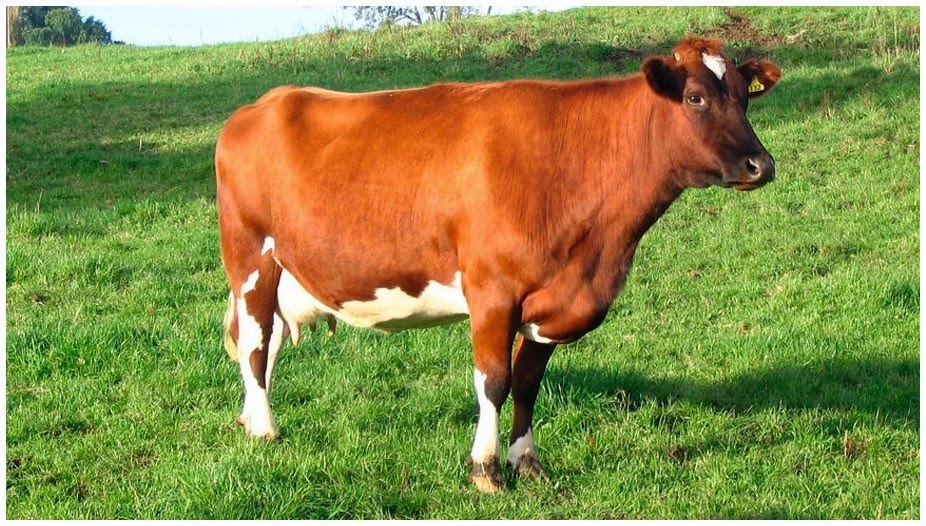 Generalidades de la Ganadería Bovina.: Overo Colorado o Clavel Alemán.