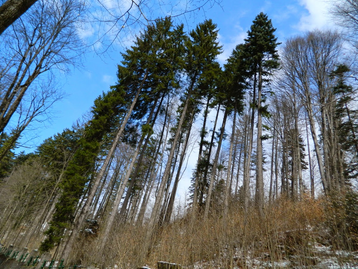 LA MULTI ANI, ROMANIA!: Copaci inalti si drepti la munte