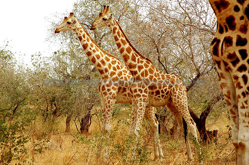 African Savannah: Human impact: