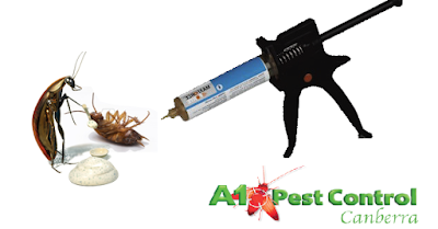 Do It Yourself Termite Control: Pest Control Management – Cockroach Baiting