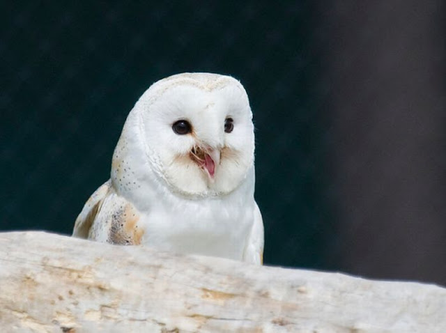 Laughing Owls [31 Pics] | ALL PHOTOZ