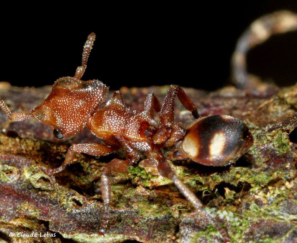 fourmis du Guatemala: Cephalotes umbraculatus