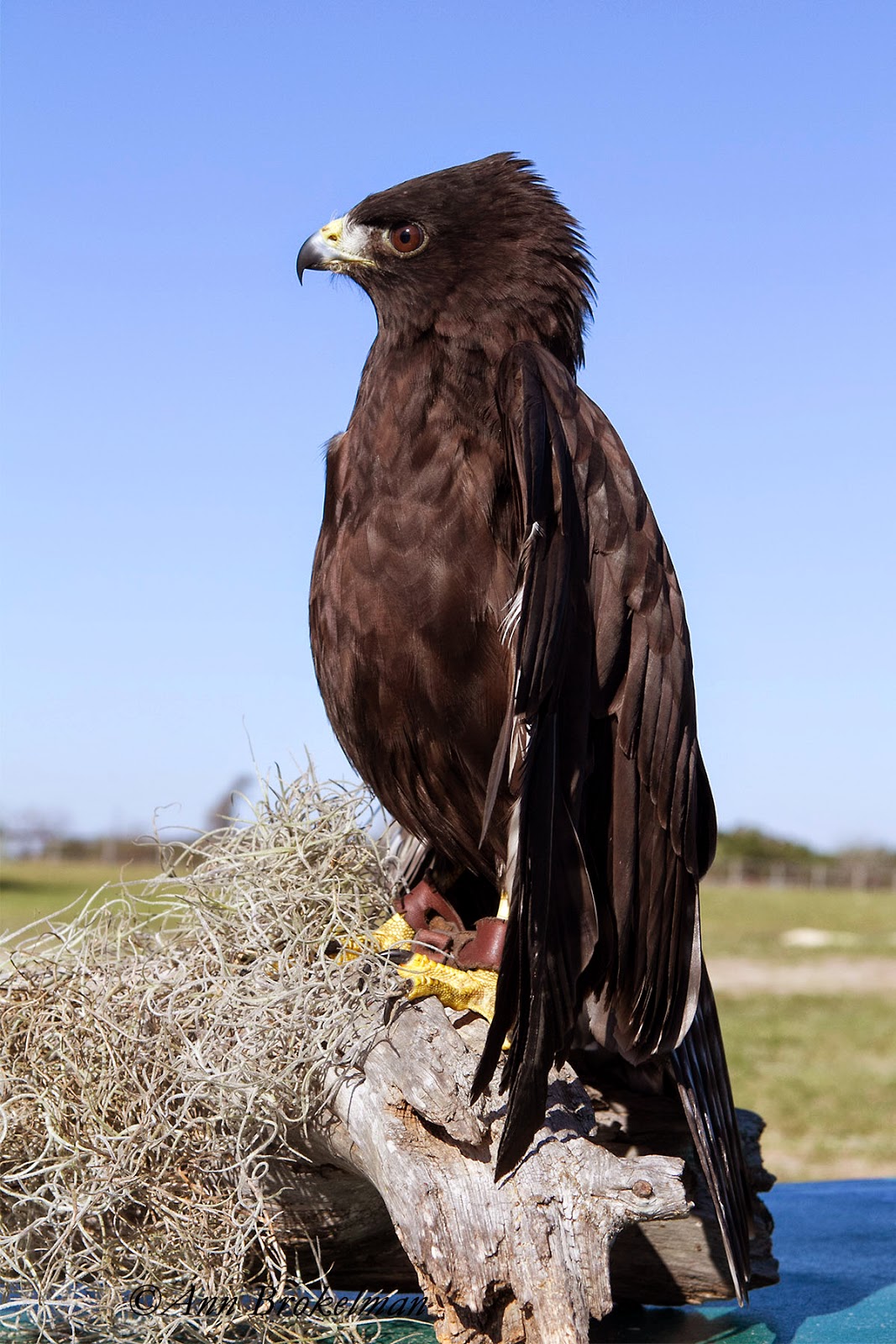 Ann Brokelman Photography: Short-tailed Hawk - Florida 2015 Captive