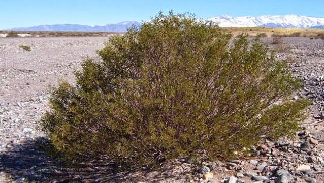 La Jarilla es la cura para la calvicie.- - Piedra OnLine