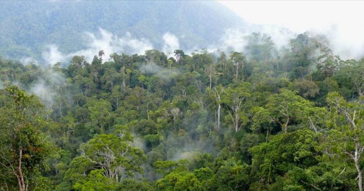Mengenal Jenis-jenis Hutan di Indonesia Lengkap ~ I05 Ity