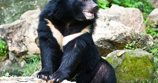Boop: Formosan black bear