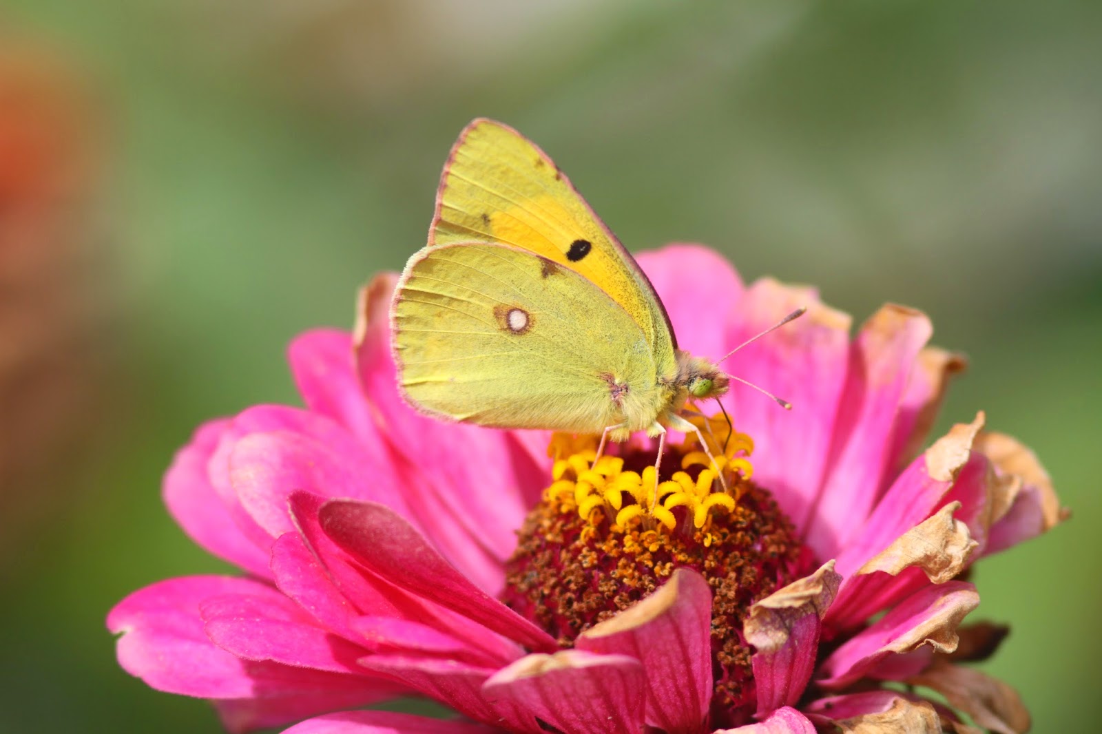 Non-Stop Birding: Azores Natural History Exploration Tour Recce