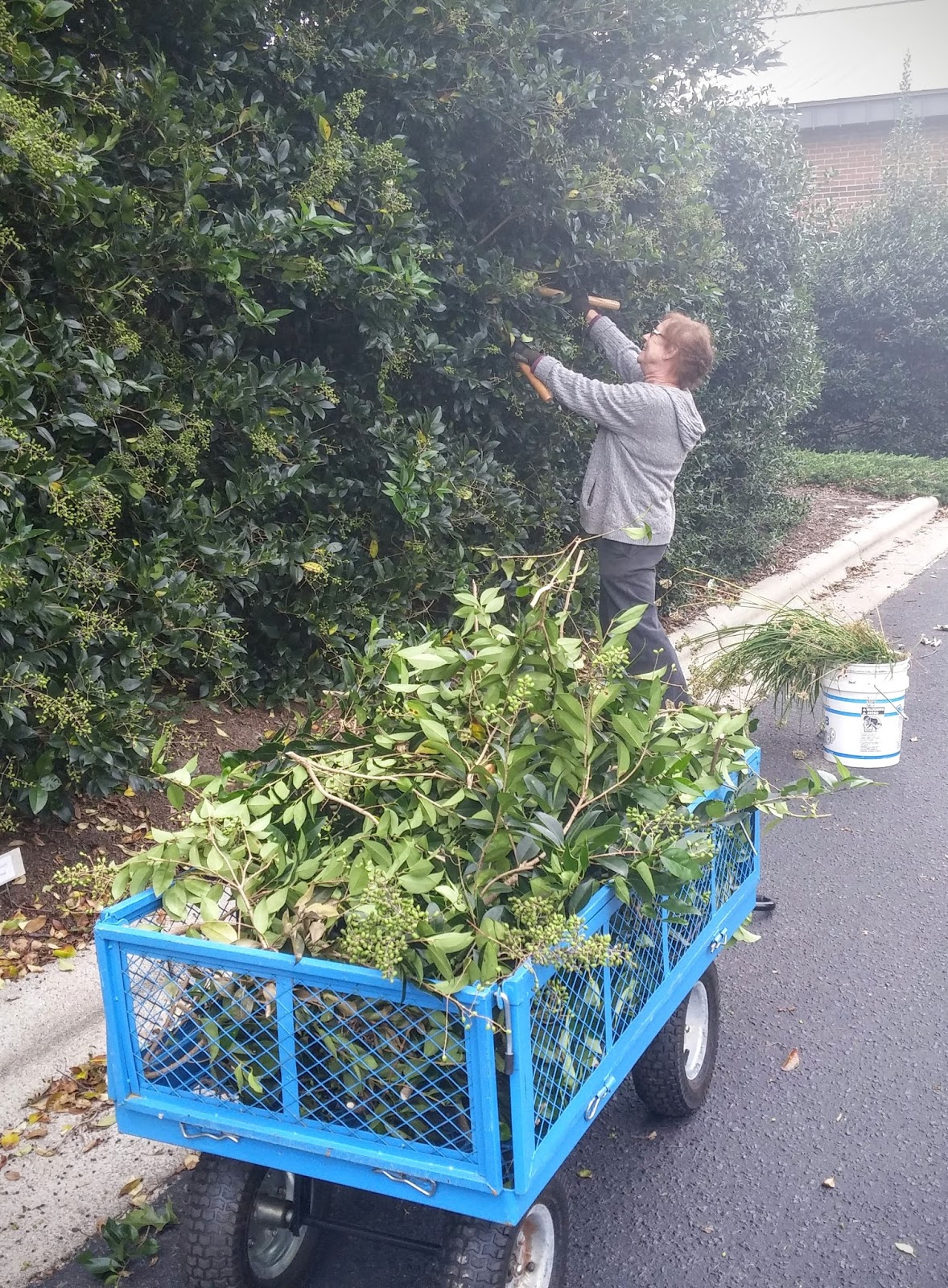 Welcome to the Pitt County Arboretum: FALL WORKDAY