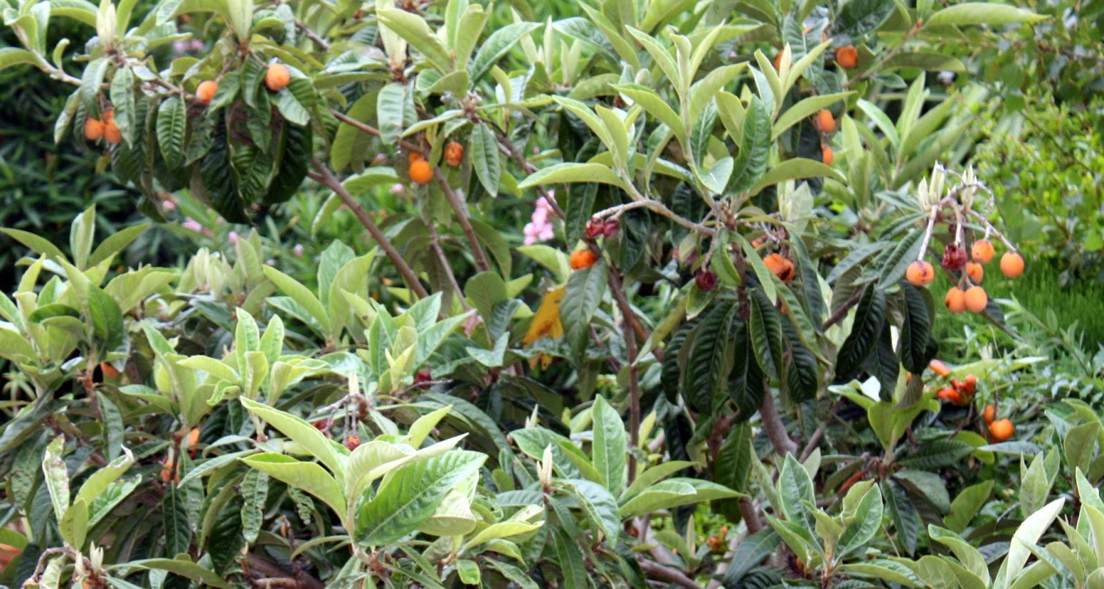 DECOUVERTE: Des nèfles