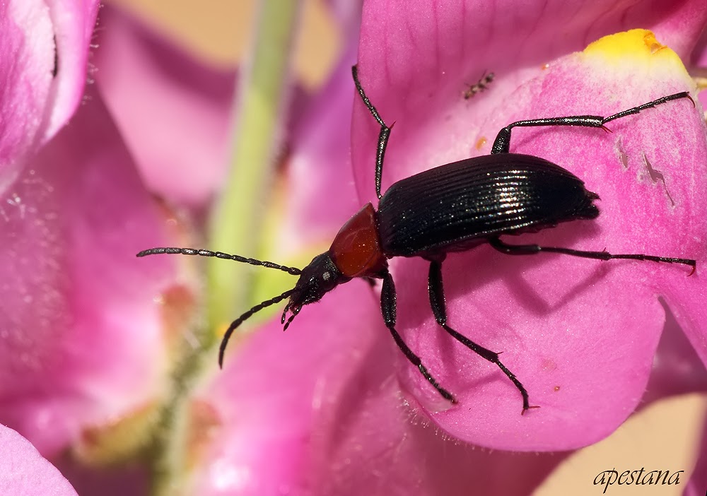 animales ibéricos en la cultura popular: El pequeño mundo de los insectos!!