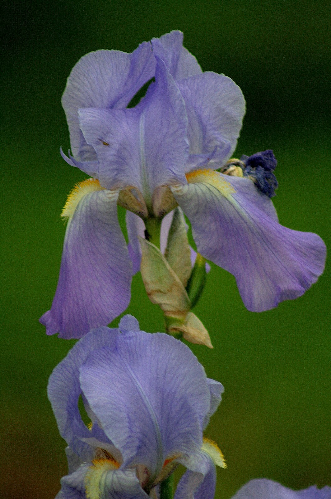 A Hocking Hill's Garden: A Rainbow of Irises