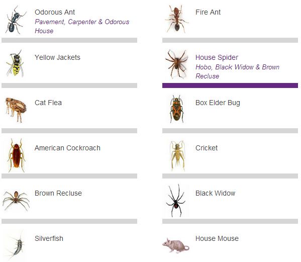 Elated Pest Control For All Types Of Pests: Pest Control For Piegon