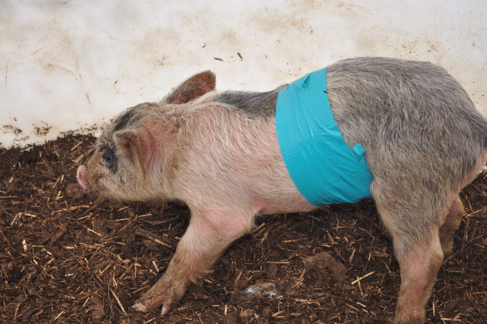 meat: Patching Piglets - Treating abdominal hernias