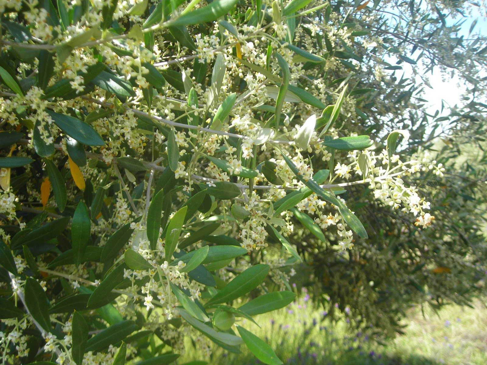 In A Costa Tropical Garden: Olea europaea.........The Olive Tree