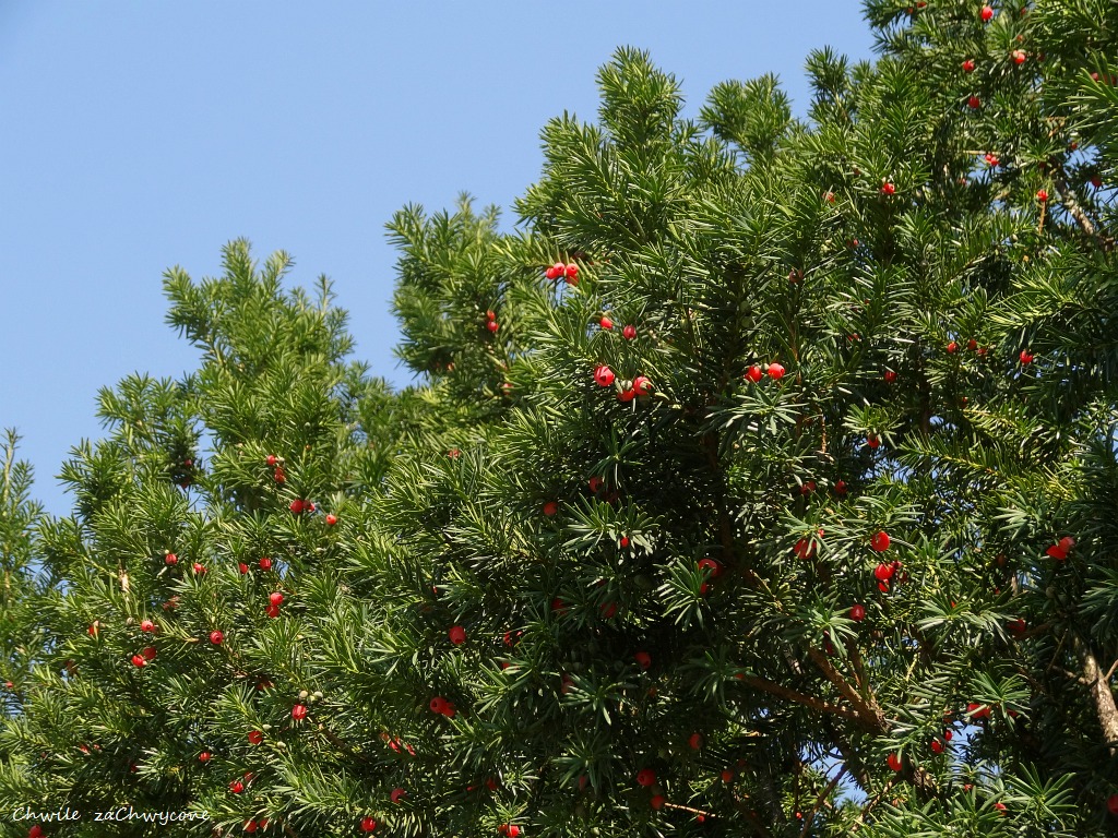 Chwile zaChwycone: Cis we wrześniu