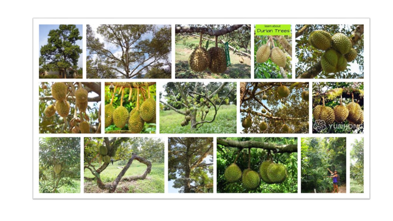 From Where I am.........Kuala Lumpur: D is for Durian