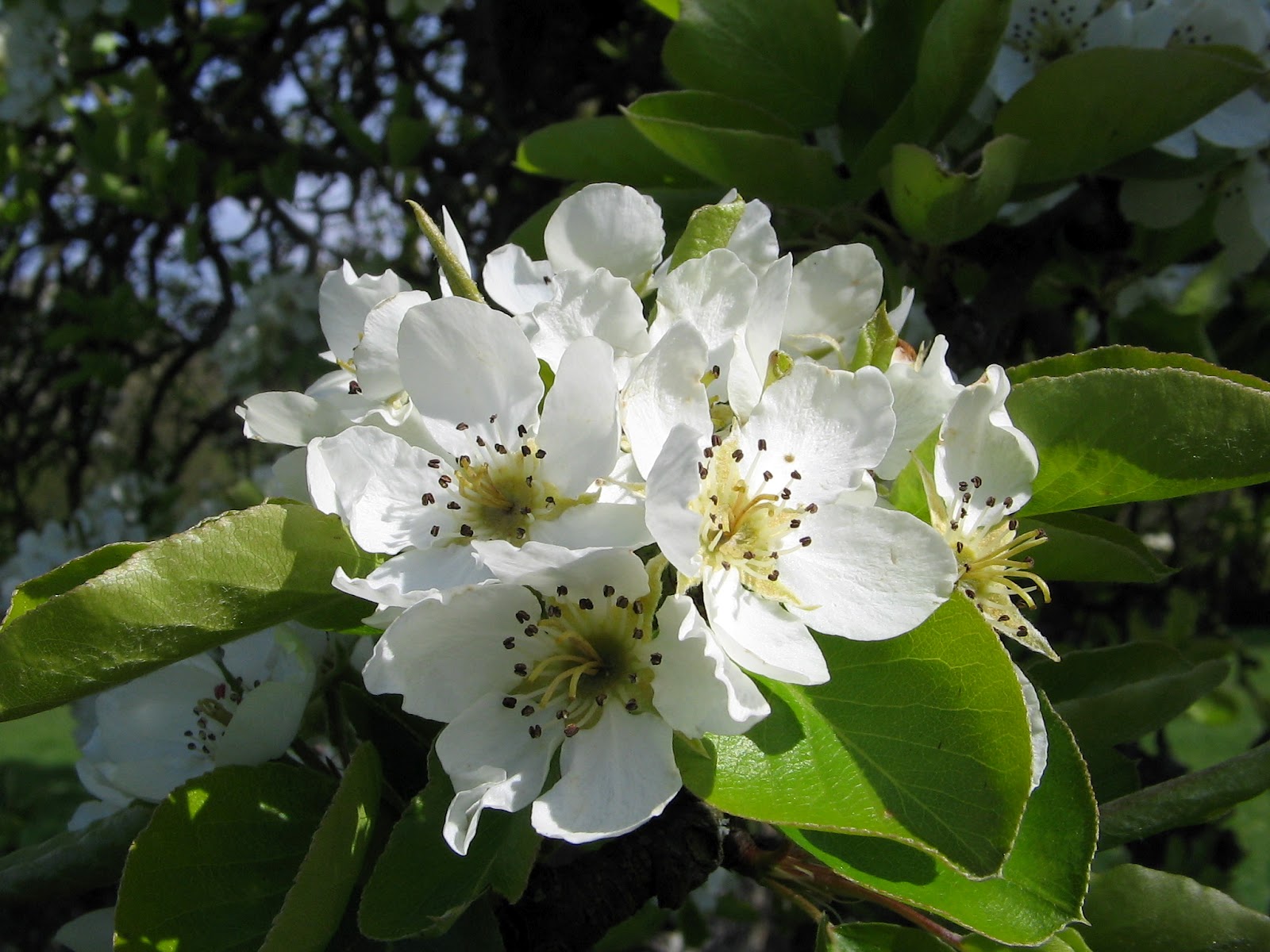 Rockingham Forest Cider: Perry Pear Blossom