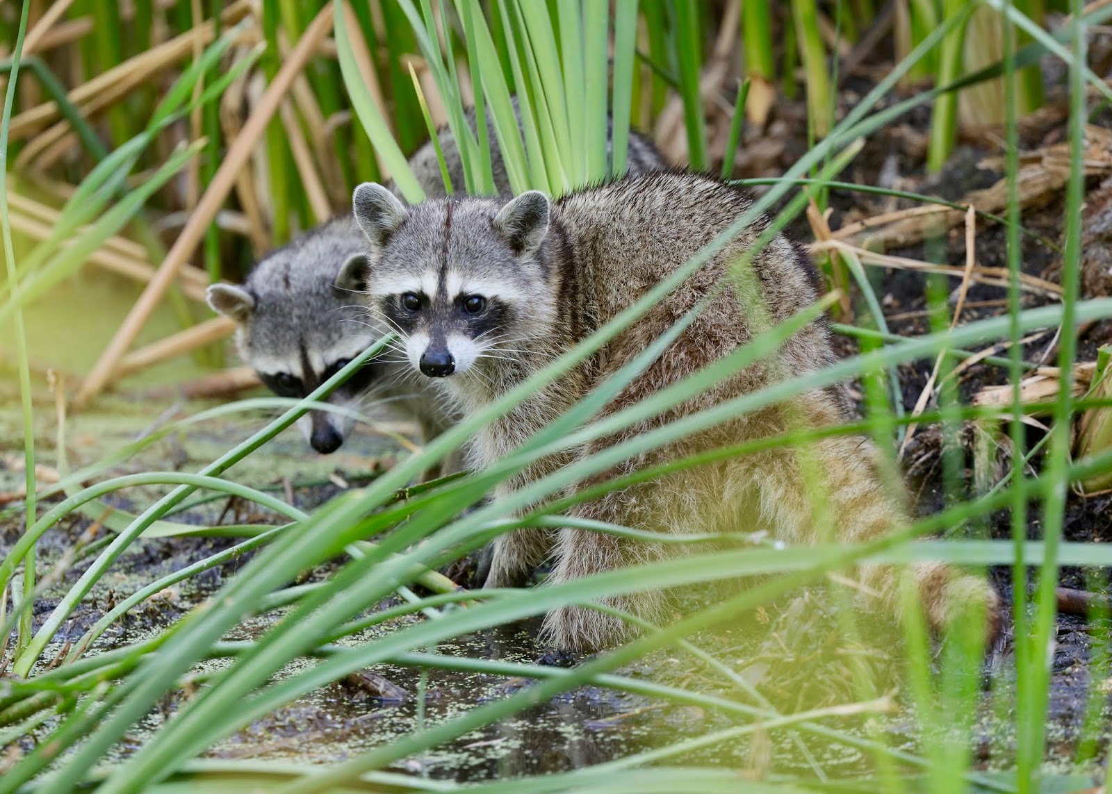 The Azure Gate: Dawn at Sweetwater Wetlands - Part I: Raccoon
