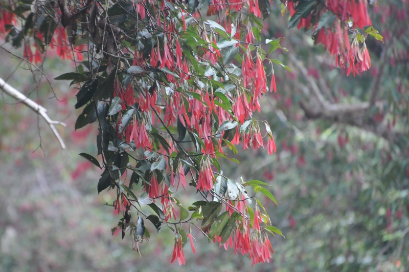 Highland Birding Sarawak: Long Banga to Bario - a birding route worth ...