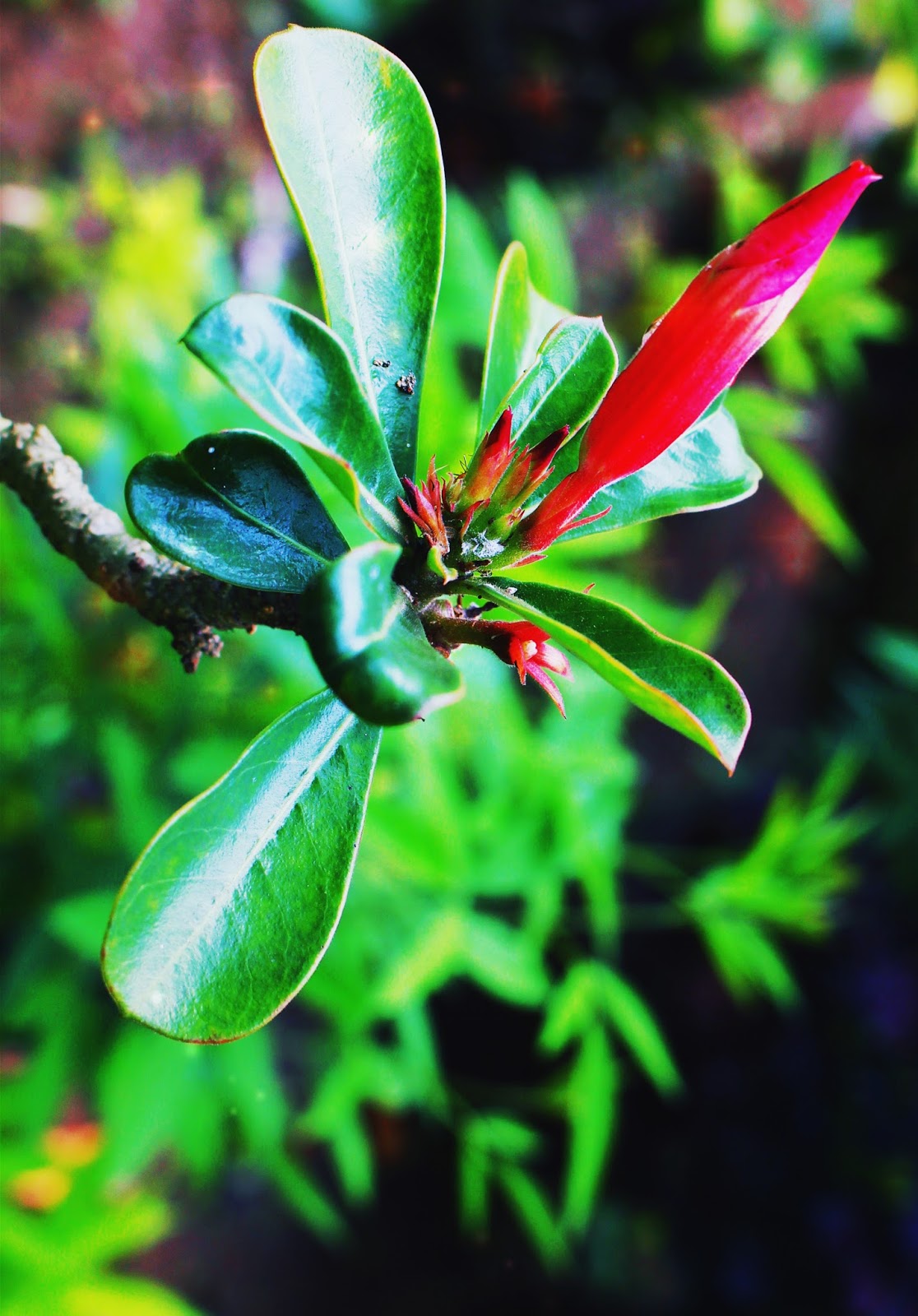 Hasil Hunting Foto Macro Bunga Hari Ini - WEB | LOVEHEAVEN 07