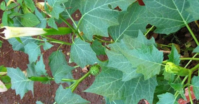 Dr.Senthil Kumar Homeopathy Clinic - Velachery - Panruti - Chennai ...