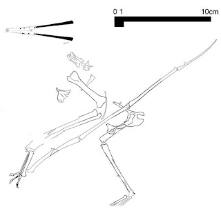 Species New to Science: [Paleontology • 2010] Archaeoistiodactylus ...