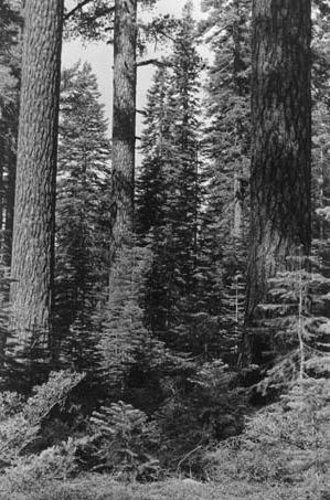 Wit's End: Where Have All the Forests Gone? Long Time Passing...Where ...