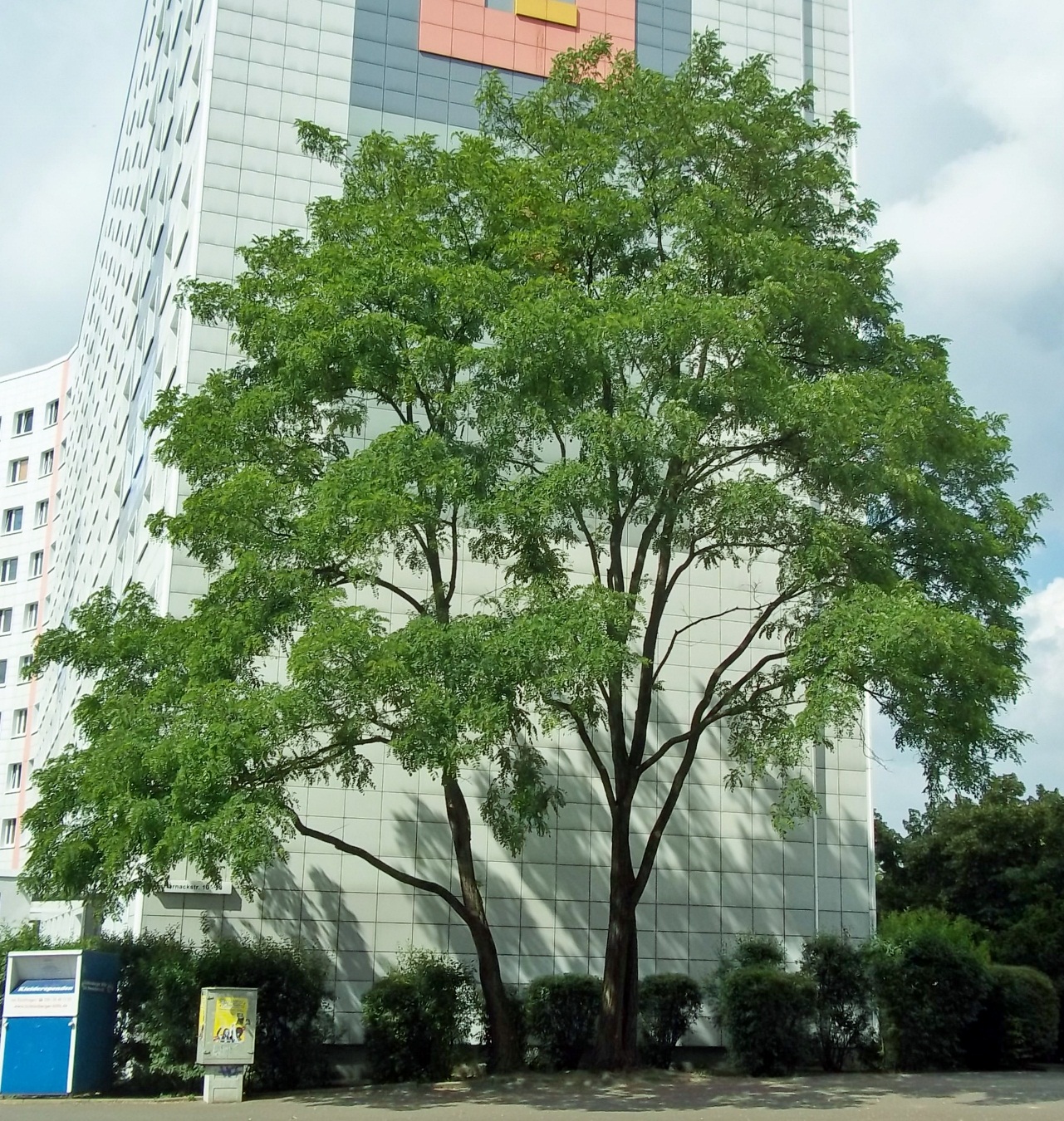 BGFAS Botanischer Garten Berlin-Lichtenberg Frankfurter Allee Süd (FAS ...