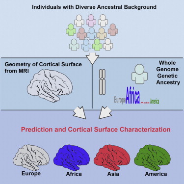 race/history/evolution notes: Racial differences in brain shape