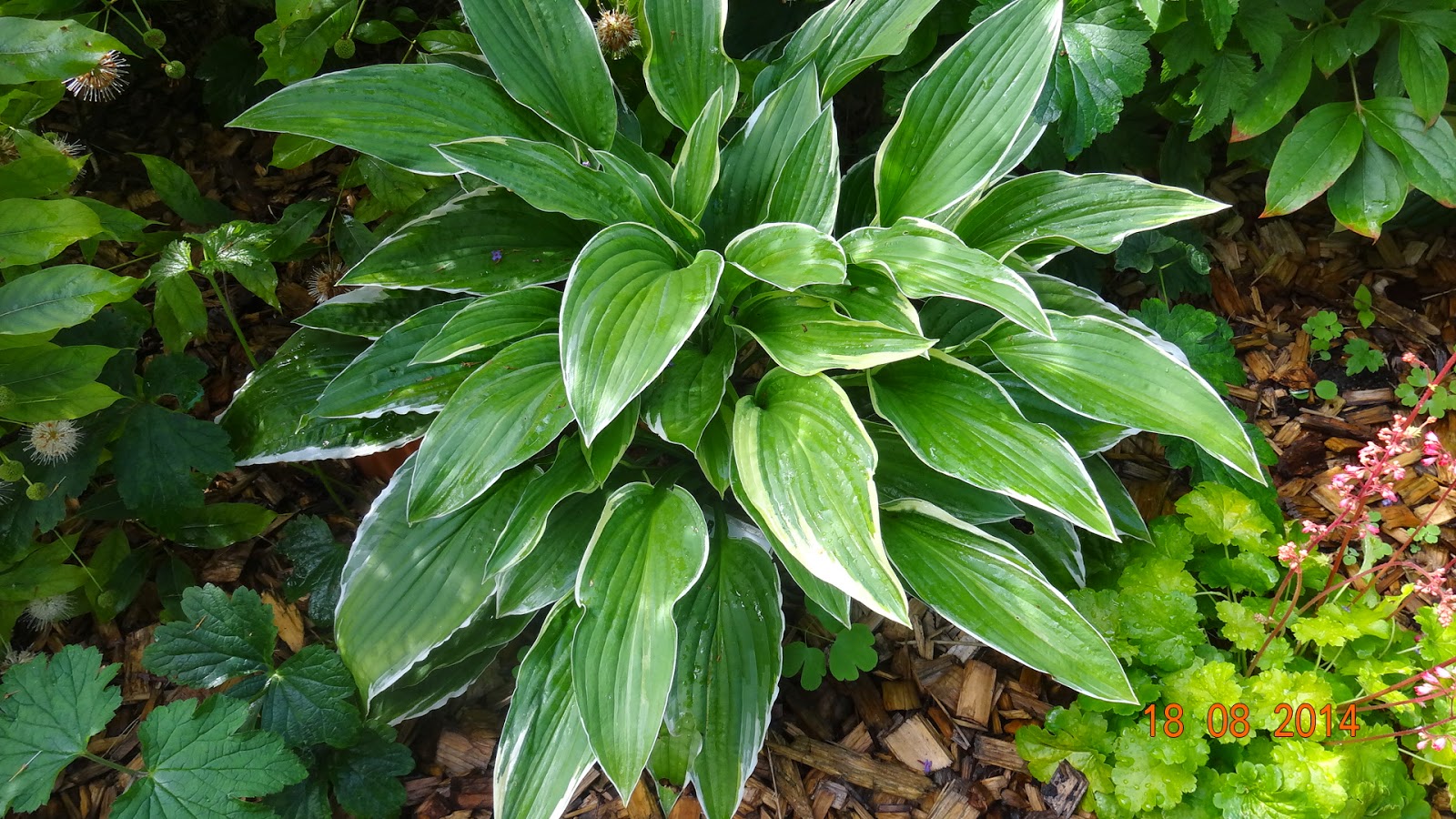 PPP Hostahave: Dagens Hosta Crown Imperial