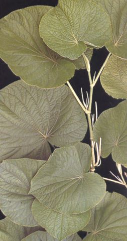 PLANTAS MEDICINAIS: CAAPEBA - Portal da Medicina Alternativa