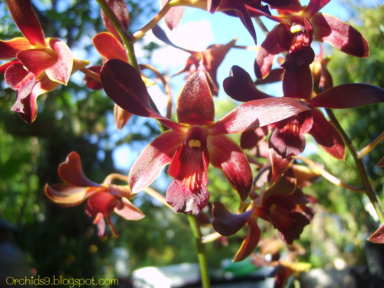 Orchids Flowers Pictures Bulbophyllum Vanda Cattleya Cymbidium ...