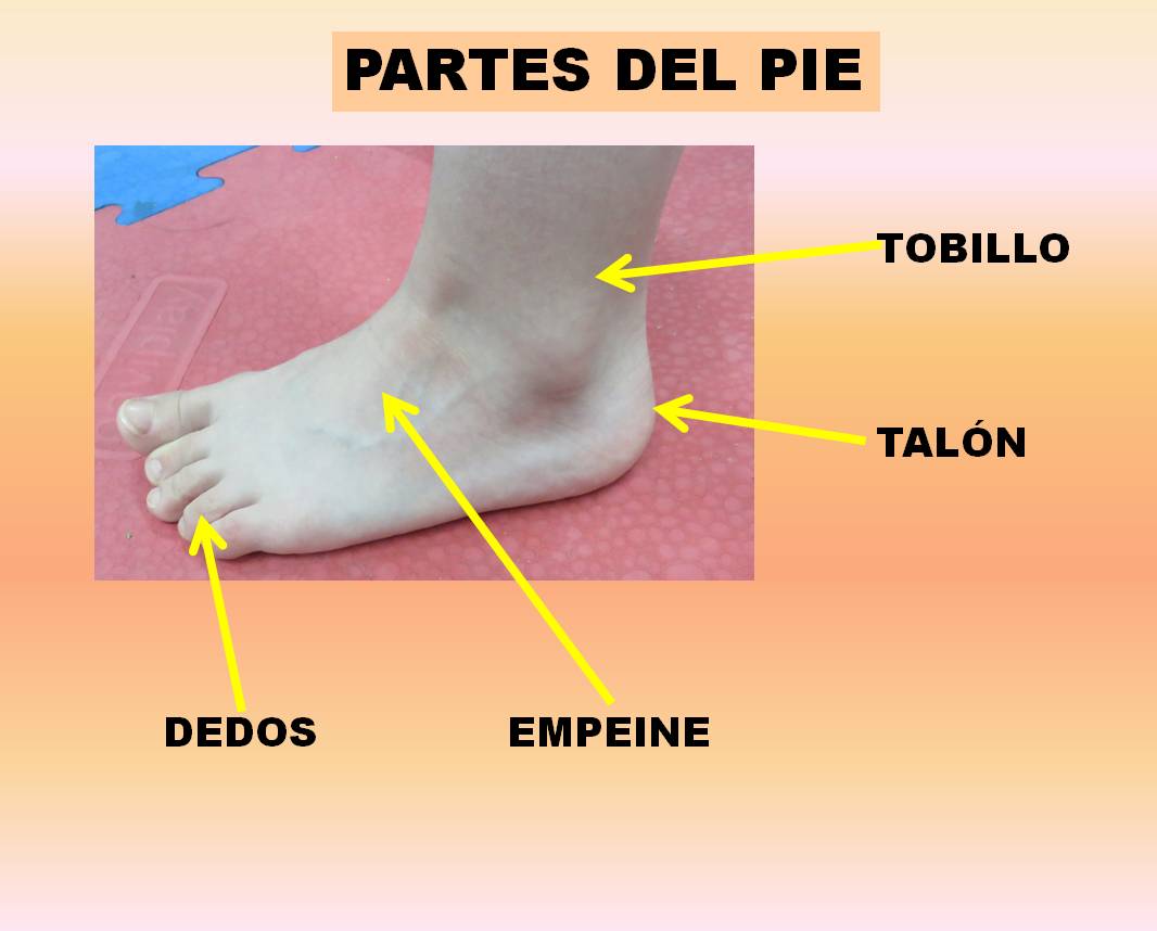 LA PIZARRA MÁGICA: CONOCEMOS NUESTRO CUERPO(IV): LAS PIERNAS Y LOS PIES.
