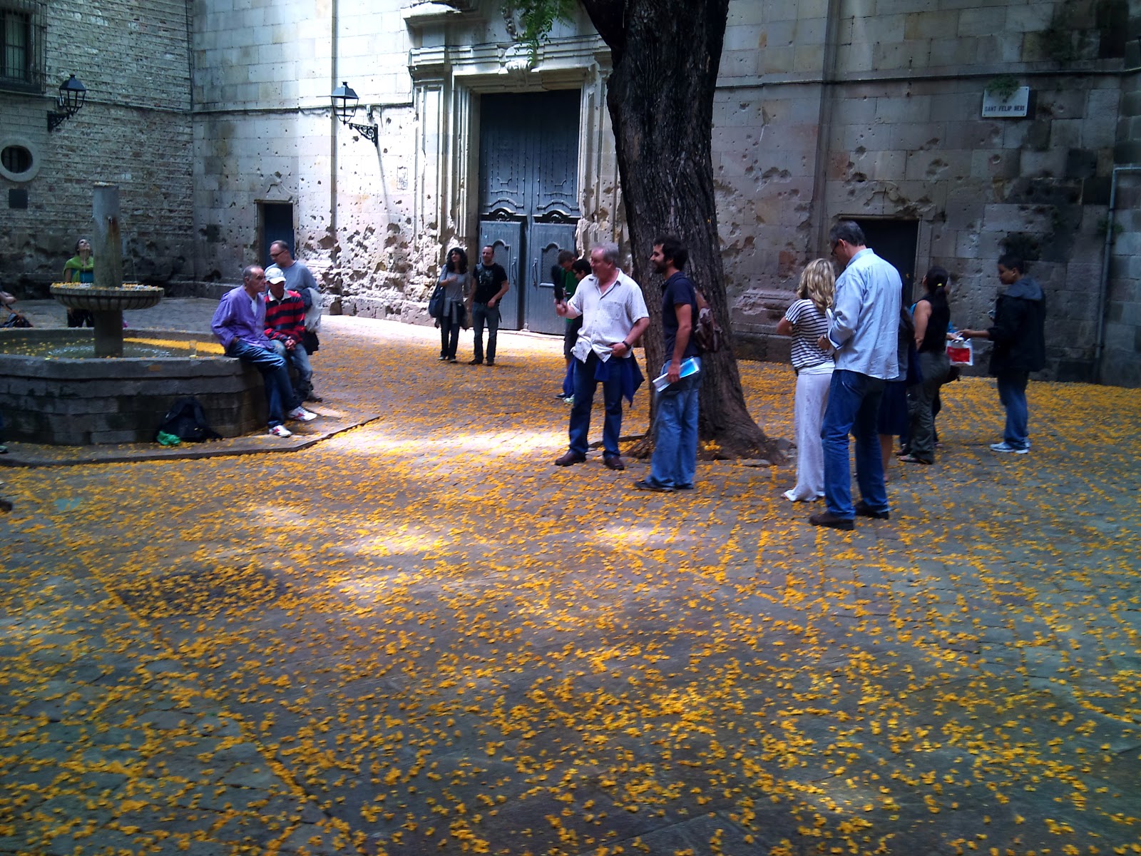 Árboles con alma: Palo Rosa. Acacia de flor amarilla. (Tipuana tipu)