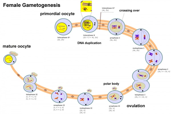 OOGENESIS PADA MANUSIA (2) - Have Fun Learning Biology