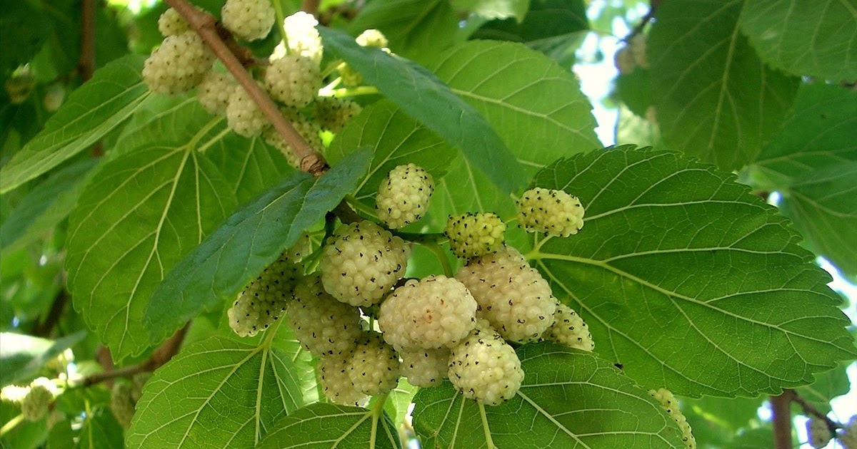 Creste Peste Tot, Dar Stiai Ca Este Inamicul Tumorilor, Diabetului ...
