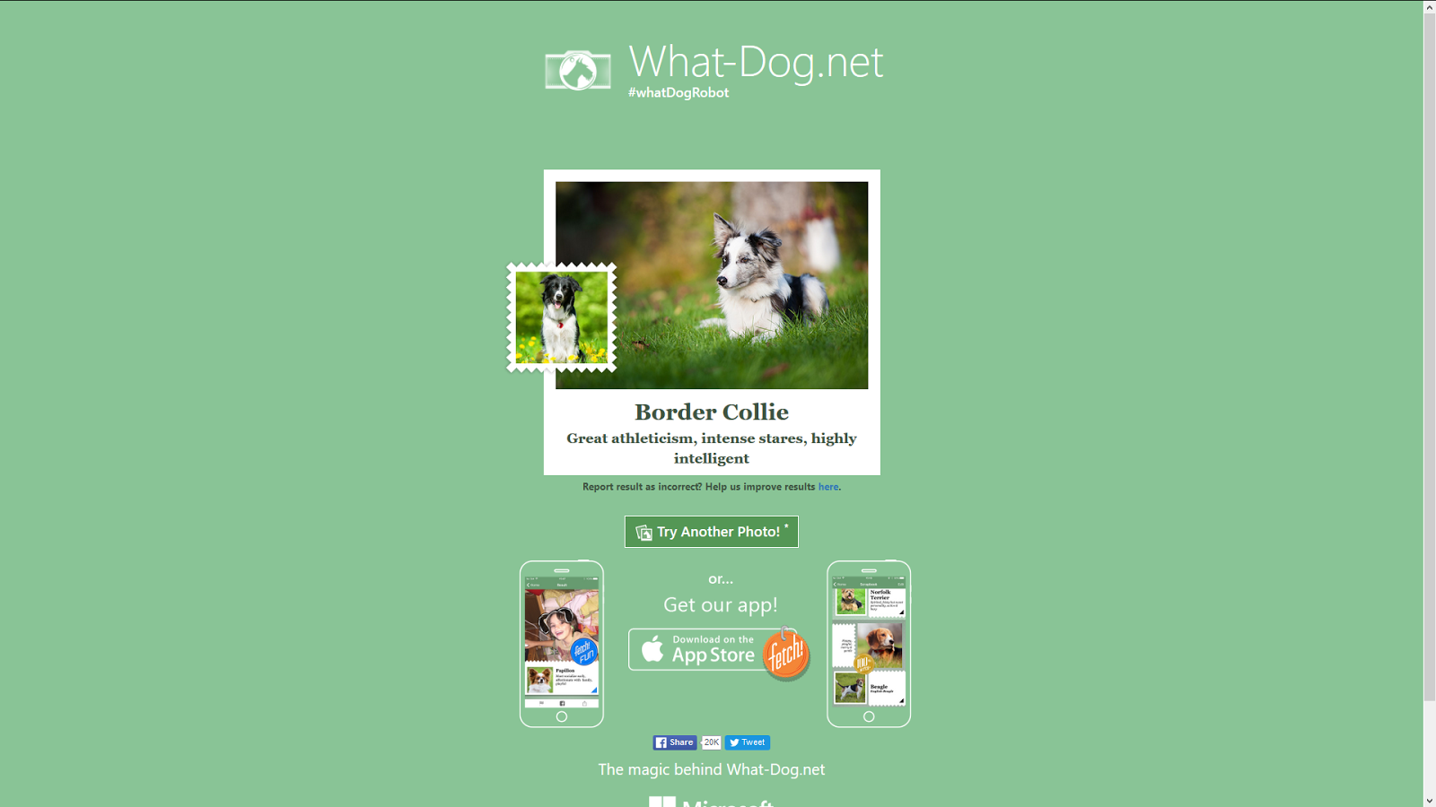 Fetch! - An App that Identifies Dog Breeds -Microsoft What-Dog Project ...