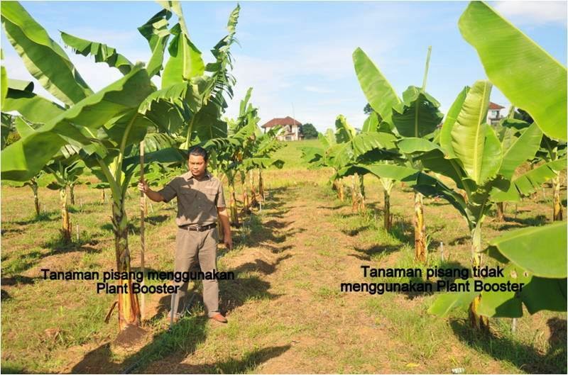 POKOK SUBUR - Teknik penanaman supaya POKOK SUBUR: Baja pertanian