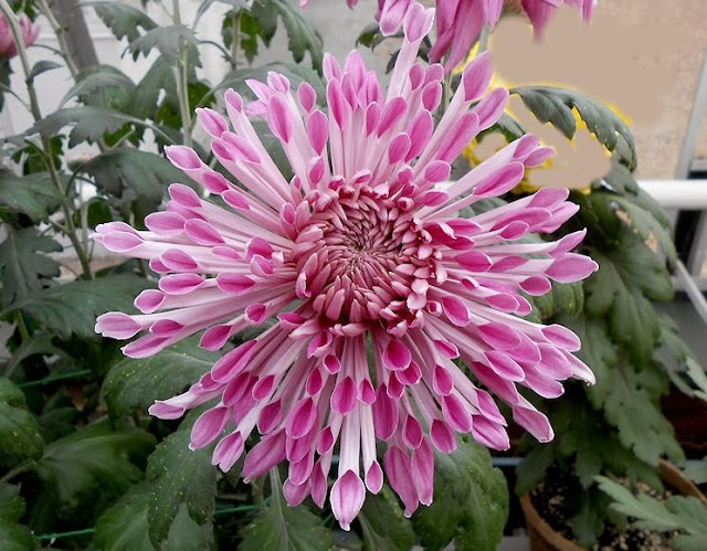 My Virtual Garden 2: Mums and More