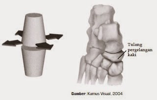 Macam-Macam Sendi Gerak Pada Tubuh Manusia - Bagi - Bagi IlmuBagi ...