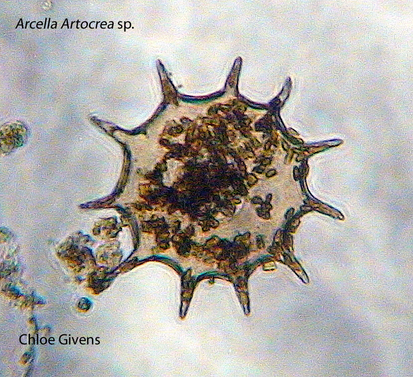 Botany 111: An Inquiry Into The Dynamic Microorganisms In Our Environment