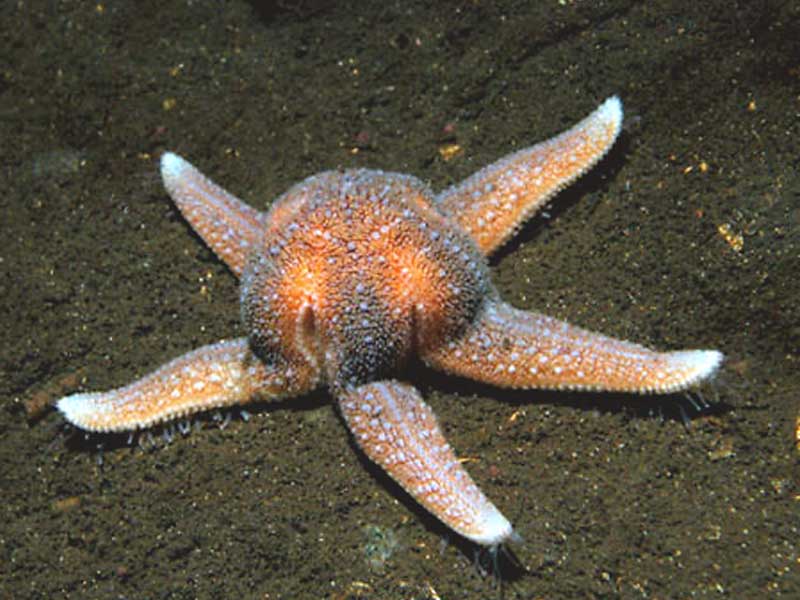 Variety of Life: Asteriidae