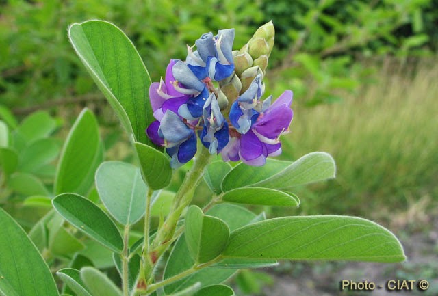 Flora de Puerto Rico Ilustrada Papo Vives: FABOIDEAE DESMODIUM DE UNA ...