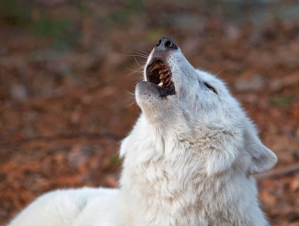 White Wolf : 30 Pictures That Will Make You Fall In Love With Wolves
