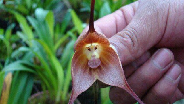 Unik Bunga Anggrek dengan Wajah Monyet (Dracula Simia) - NewsHeld