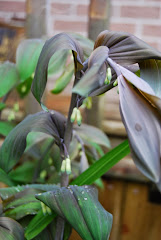 Did You Hear The Squeal? | Teza's Hortus Magnificum