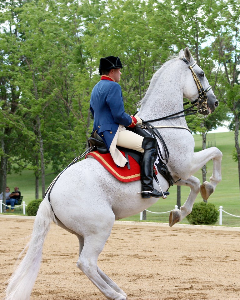 Seth Saith: The Mane Attraction: White Lipizzaner Stallions Show Off ...